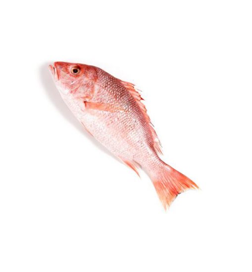 SNAPPER RED/LANE KG - Grocery Shopping Online Jamaica